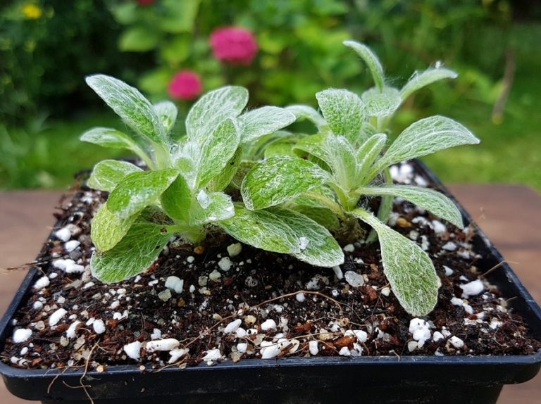 Griechischer Bergtee Pflanze - Sideritis syriaca - Weltpflanzen